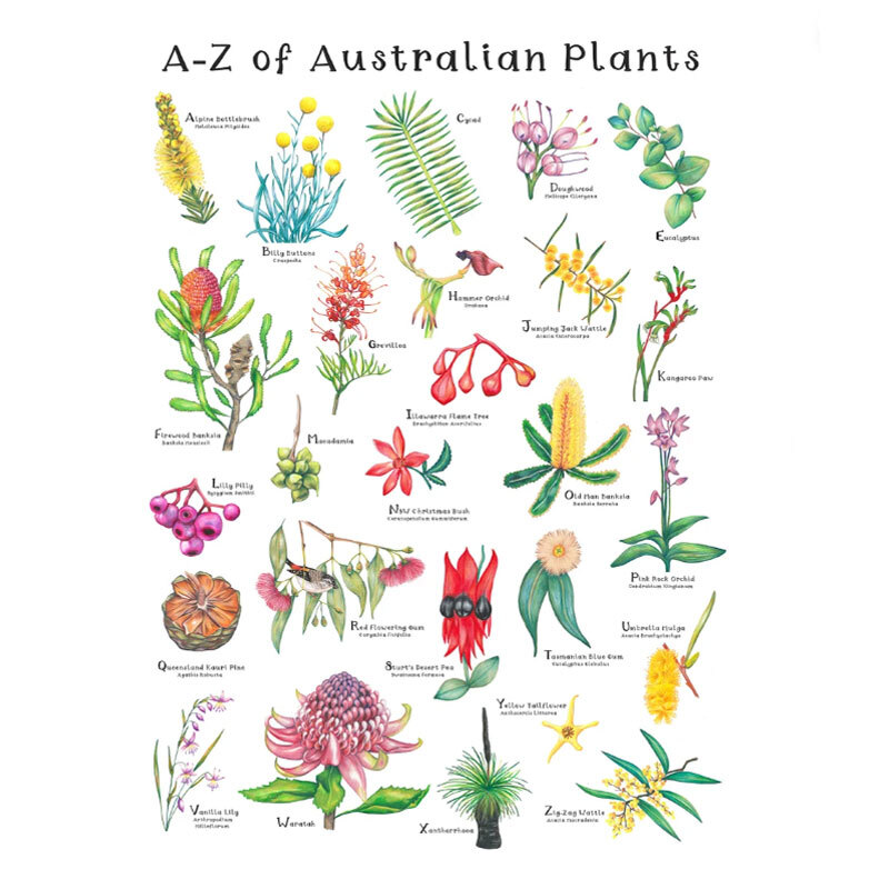 Australian Plants A to Z Botanical Print (A3 Size) - Village Toys
